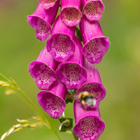 Foxglove Native Purple – Seeds To Suit
