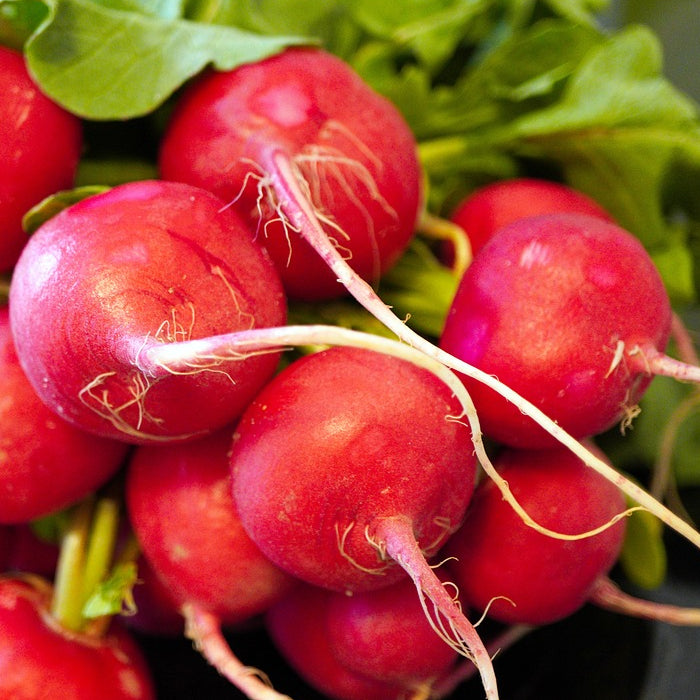 Radish Cherry Belle – Seeds To Suit