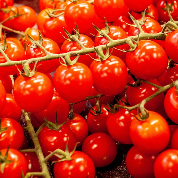 Tomato Garden Pearl – Seeds To Suit